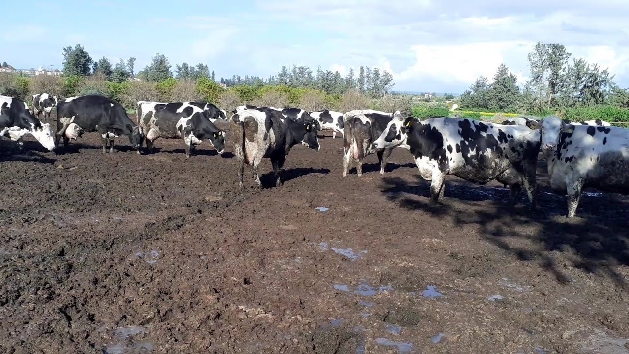Udder cows dairy farm cyprus//Turkish cow - YouTube