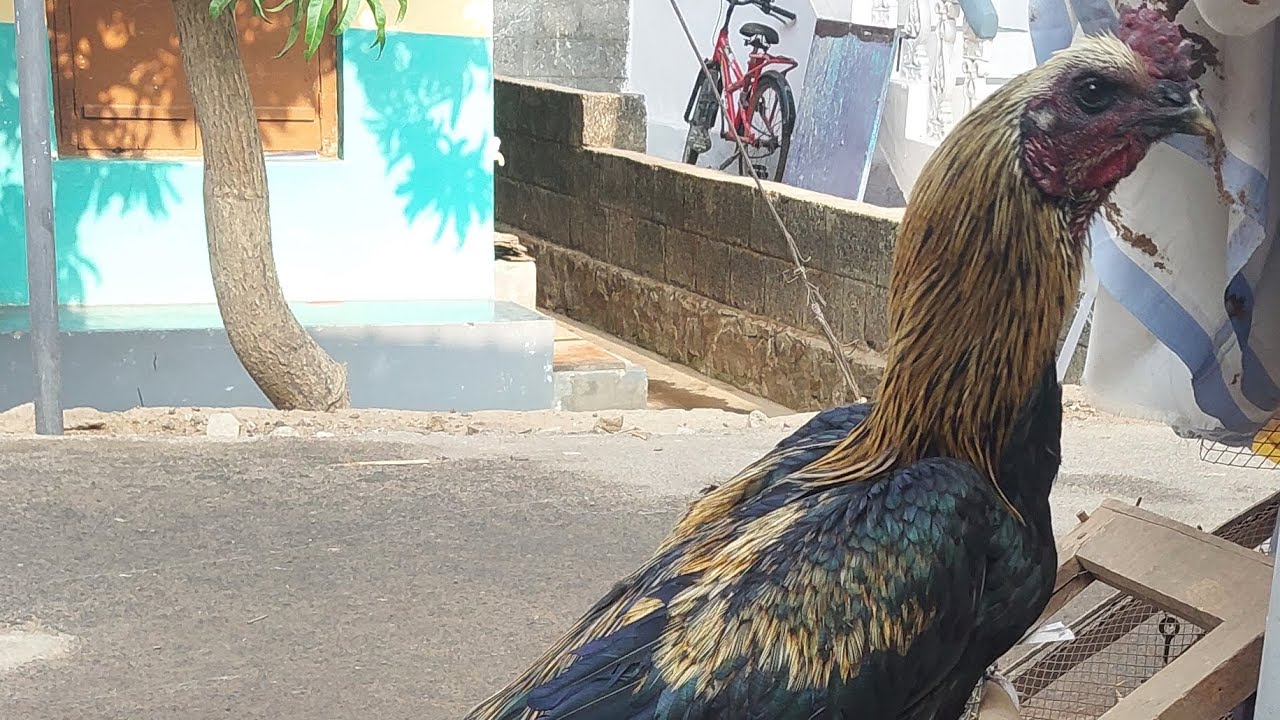mayil seval breeding rooster subscribe panni support pannunga frds...🔥👍 ...