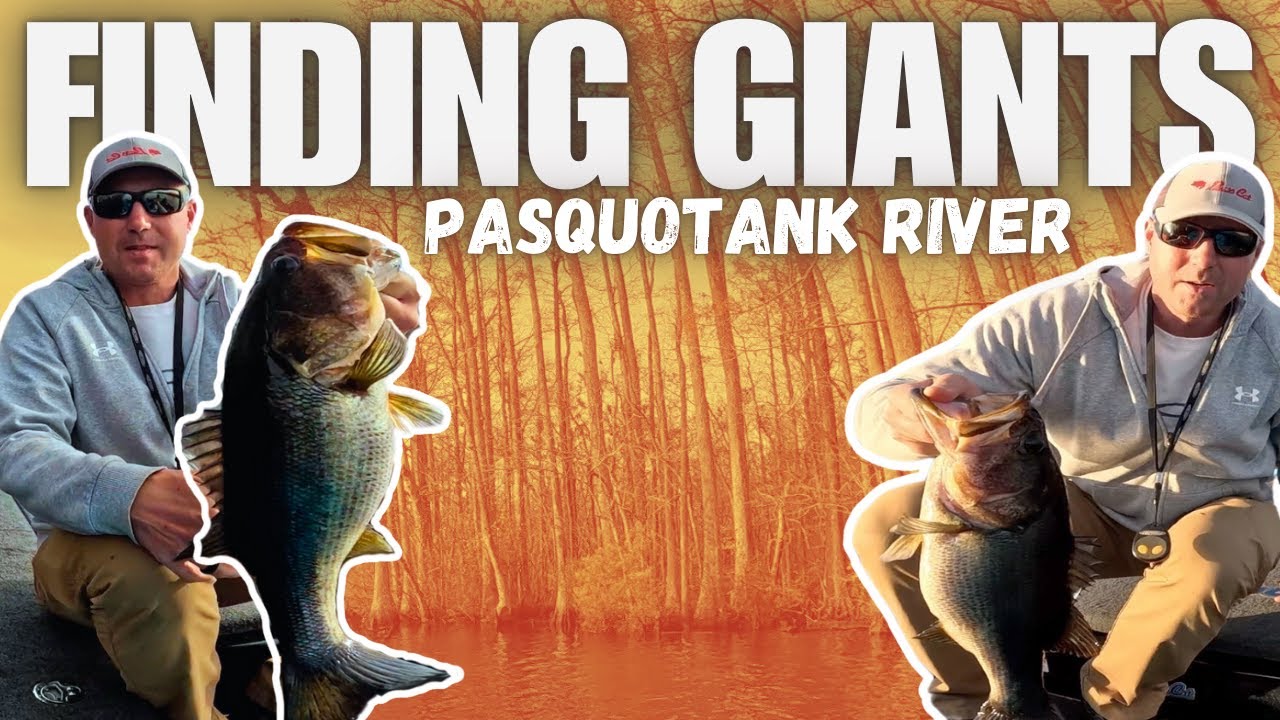 GIANT Bass on the Pasquotank River! (Albemarle Sound Bass Fishing ...