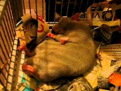 Boy rat sleeping upside down.AVI - YouTube