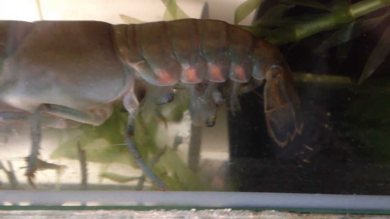 Miniature Yabby Farm - YouTube