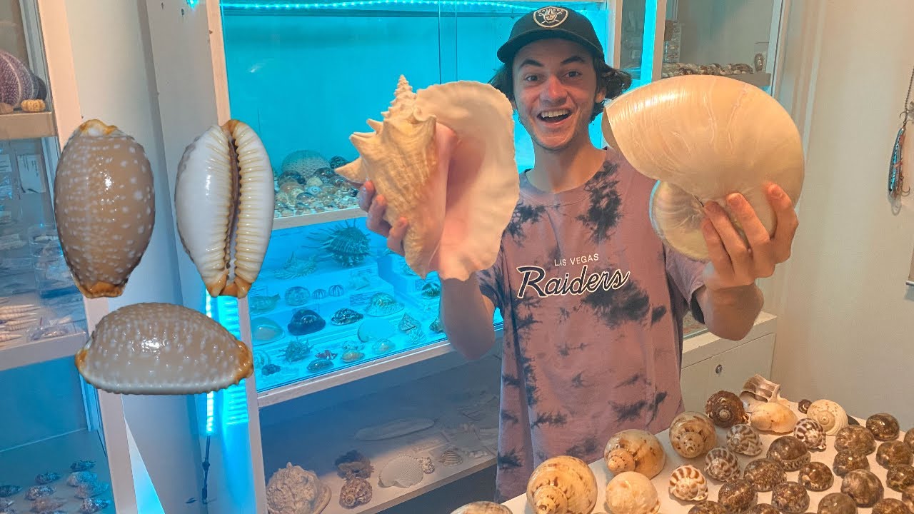 MY NAUTILUS AND HELMET SEASHELLS ARE HUGE! | Seashell Collection Post ...