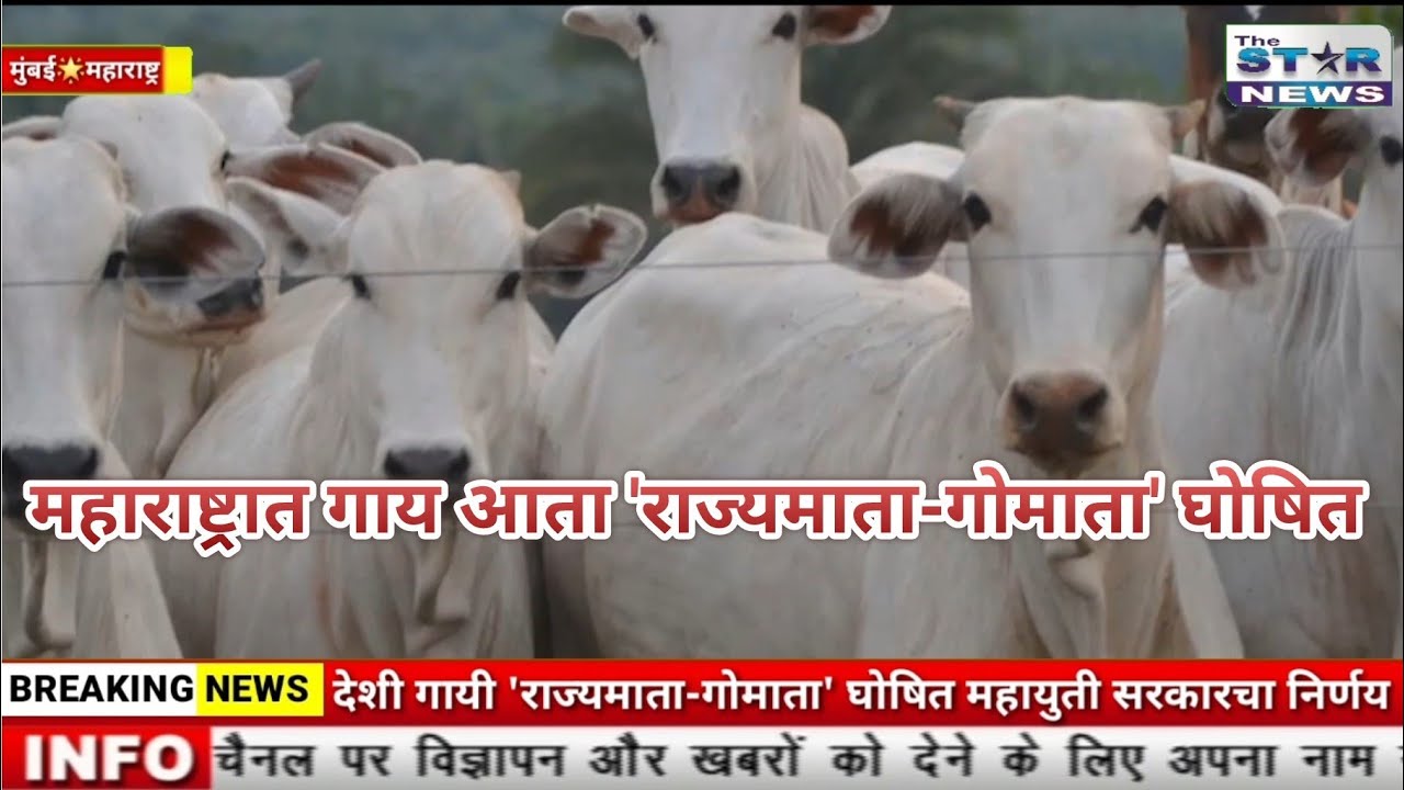 #DevaBhau@DF_देशी गायी 'राज्यमाता-गोमाता' घोषित महायुती सरकारचा निर्णय ...
