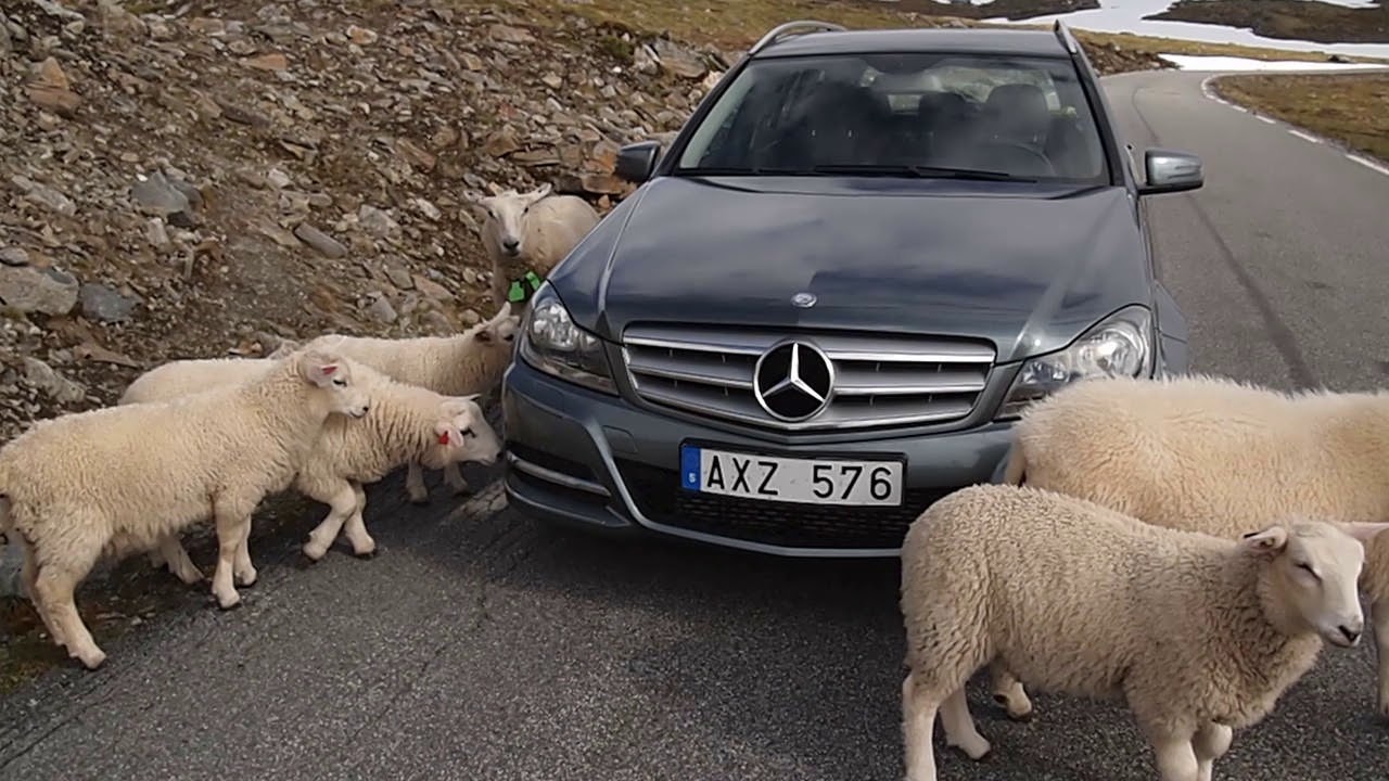 sheep around the car - YouTube