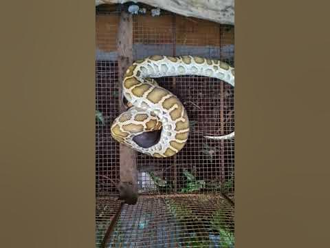 LIVE FEEDING!BURMESE PYTHON! - YouTube