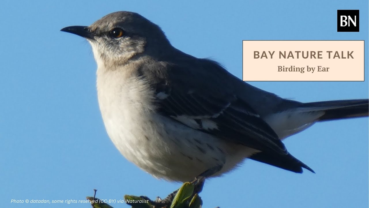 BNT: Birding By Ear - YouTube