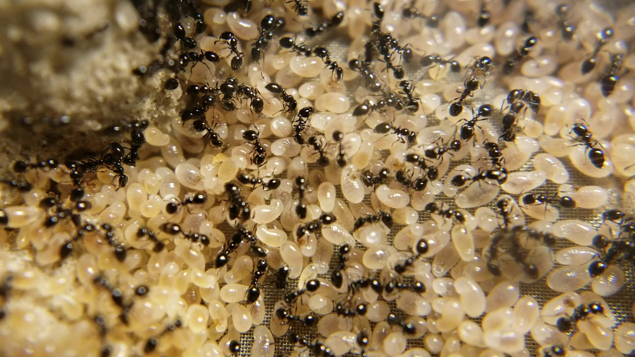 Monomorium minimum colony (3 queen) - YouTube