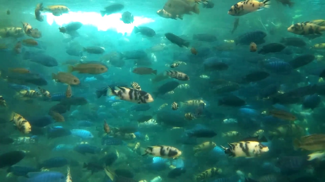 Fish Tank (Disney's Animal Kingdom) - YouTube