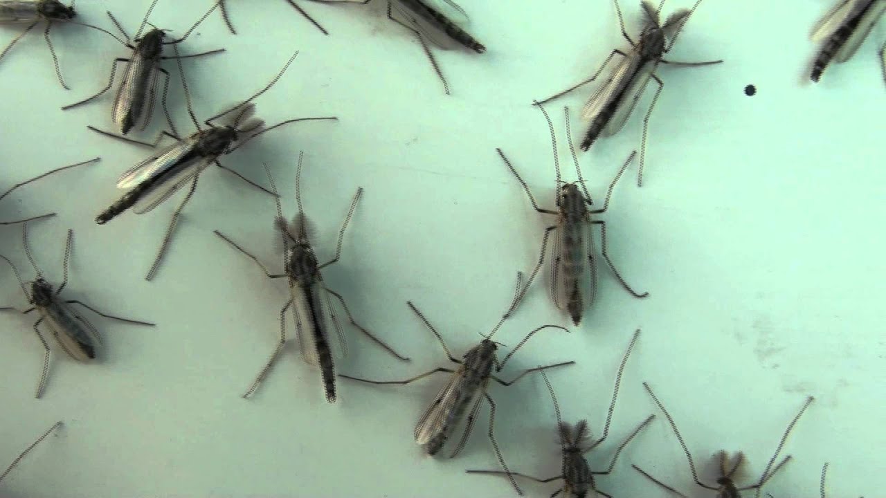 Chironomus Midges (Chironomidae: Chironomus) on Wall - YouTube