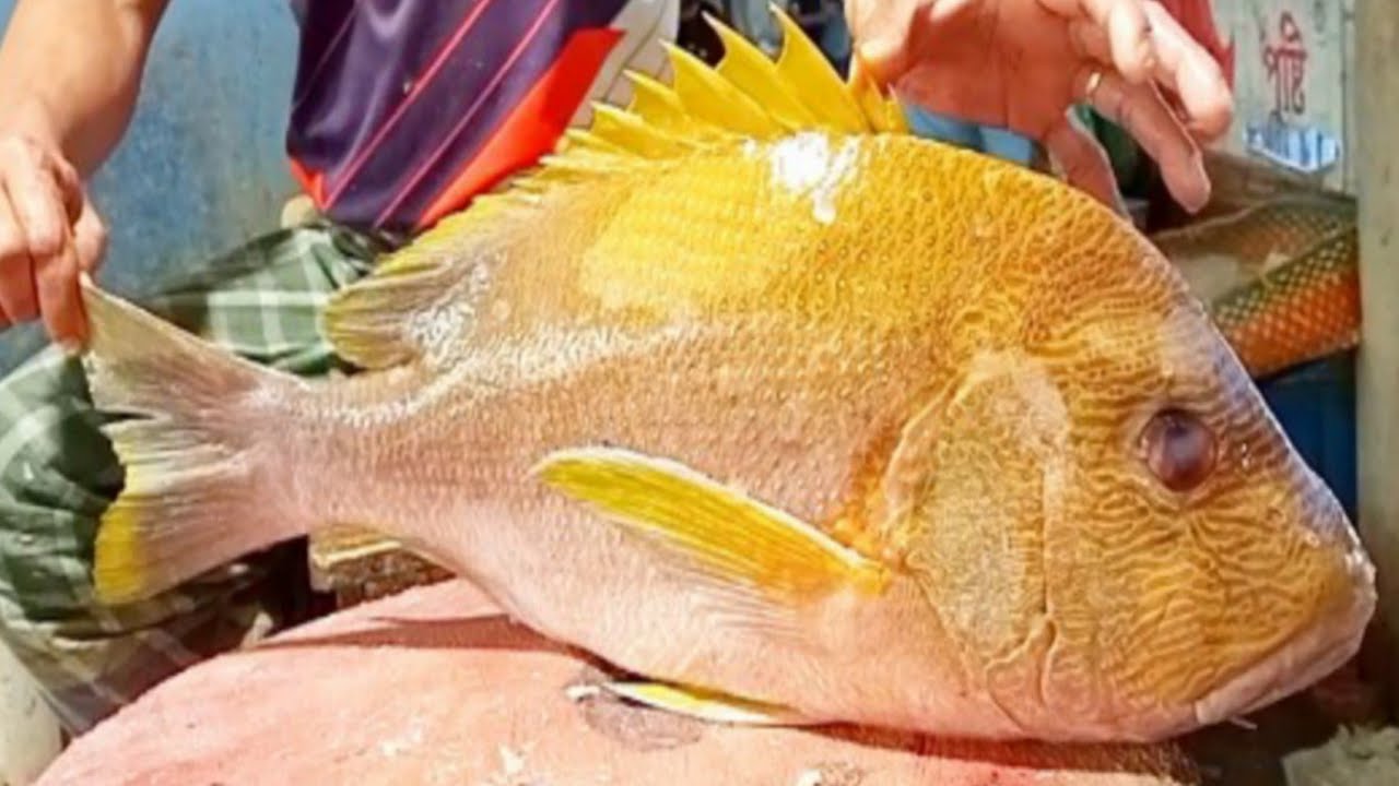 Amazing Yellow Mutton Fish Cutting Skills In Bangladesh Local Fish ...