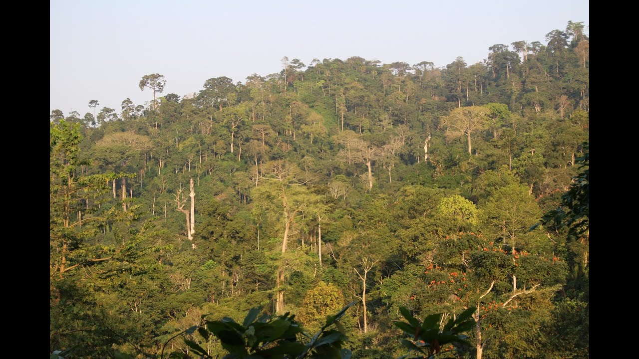 Atewa Forest at COP26 - YouTube