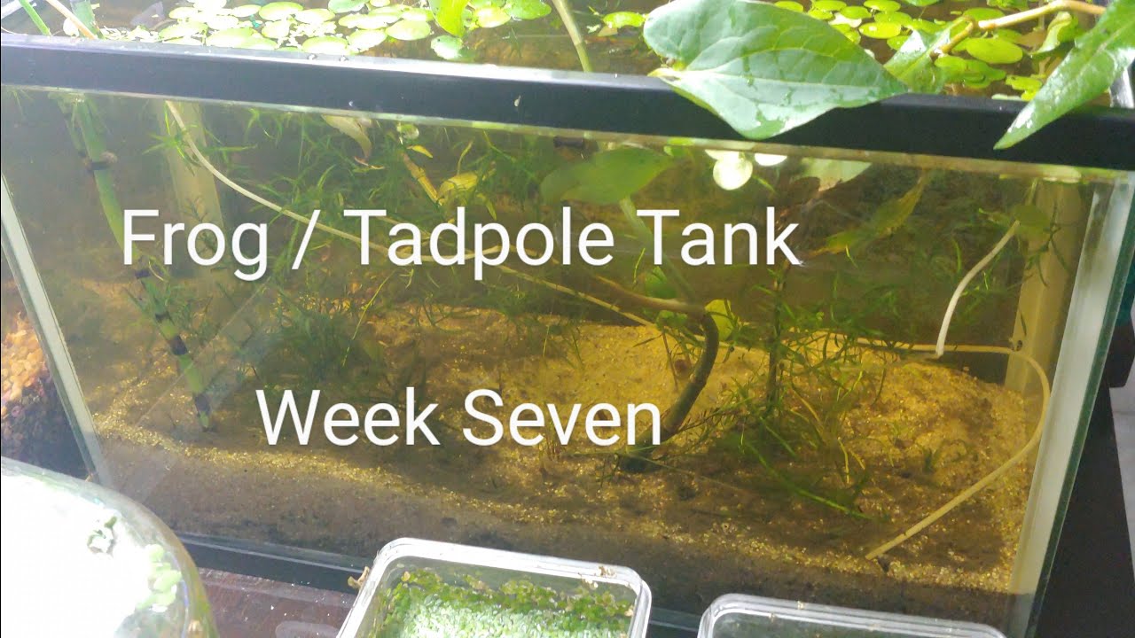 Frog / Tadpole Tank, Week Seven - YouTube