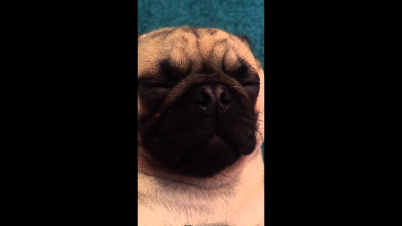 Percy pug snoring - YouTube