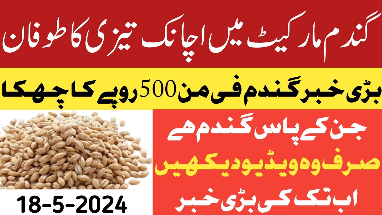 Today Wheat price in Punjab Galla Mandi 2024 | Galla Mandi Me Gandam Ka ...