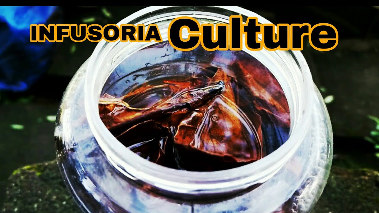 How To Culture Infusoria | Without Starter | Use Almond Leaf | Aathi ...