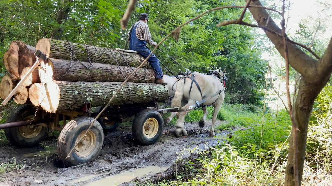 Jeff Ferge Logging - YouTube