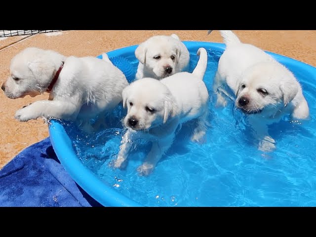 Cute Yellow Lab Puppy Swimming