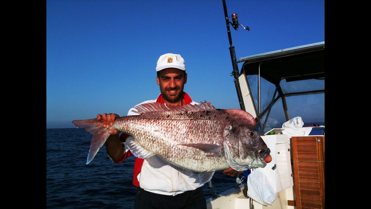 Dentice Corazziere (Dentex Gibbosus) - Slow Pitch Jigging (Inchiku ...