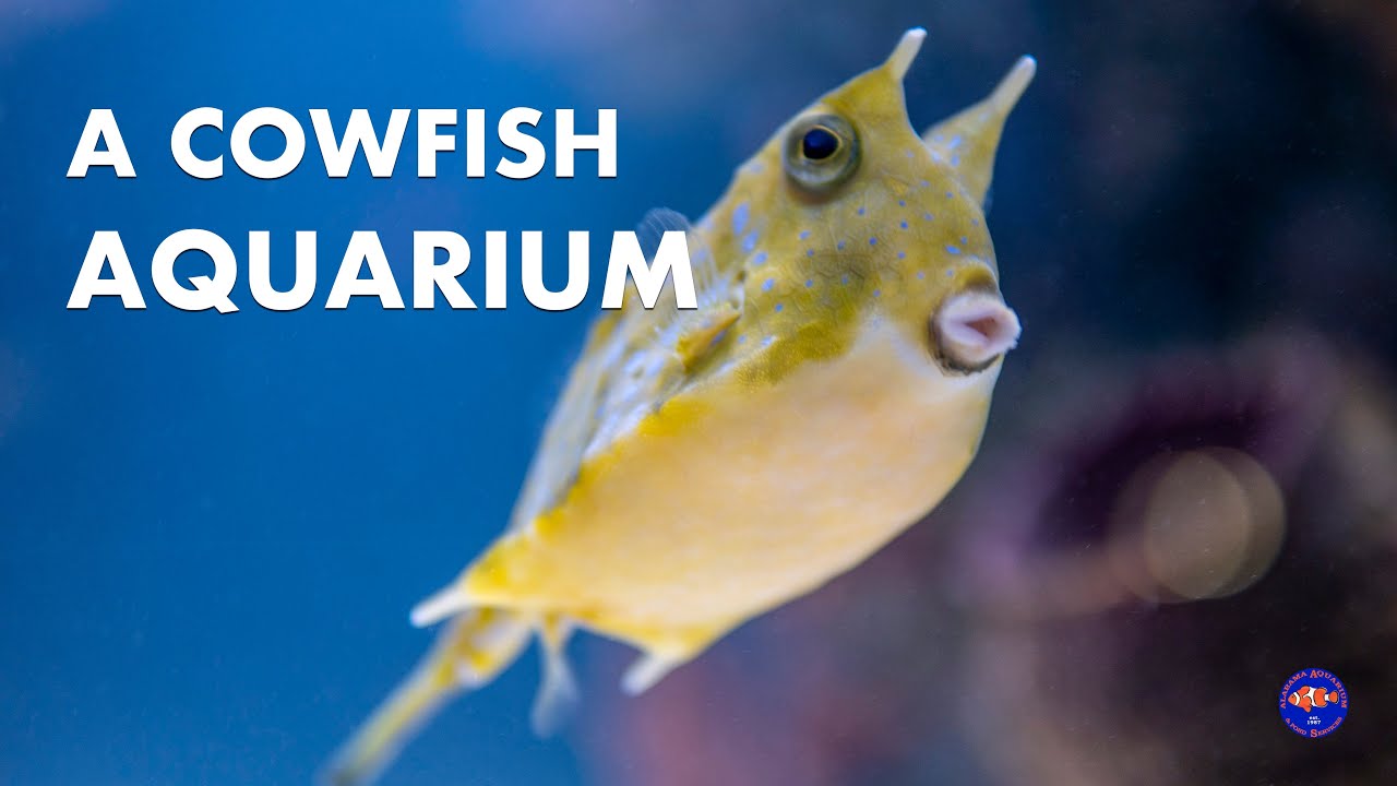 A Cowfish Aquarium - YouTube