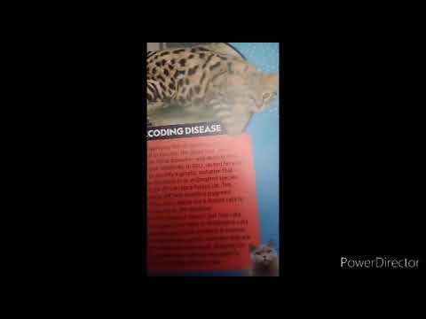 I'm Reading My National Geographic Kids Cat Breed Guide Part 53. - YouTube