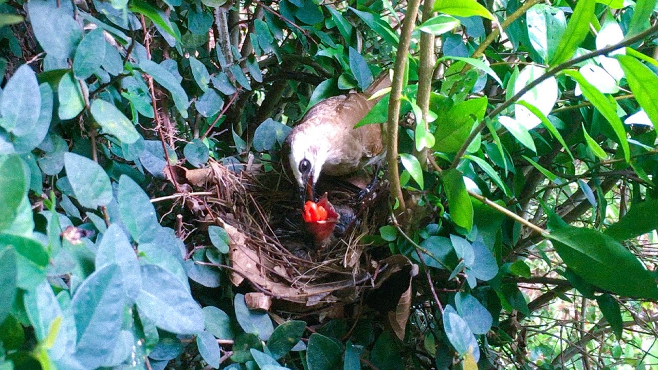 All Bulbul Babies Can’t Eat Too Big Food From Their Mom (4) – Birds ...