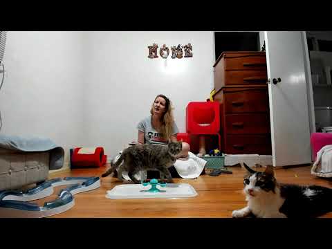 Kitten Cuddle Room Live Stream - YouTube