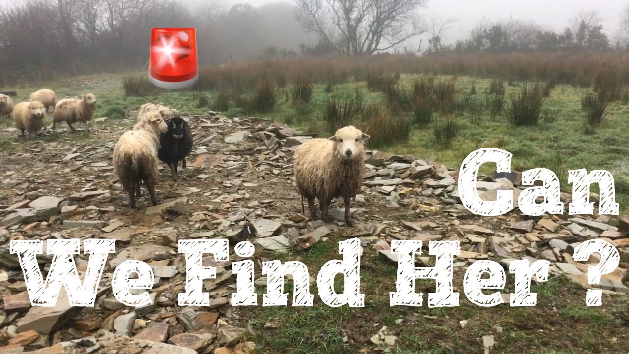 Vlog #19 \\ Missing Sheep 🐑 - Can We Find Her \\ Sheep Stuck in Hedge ...