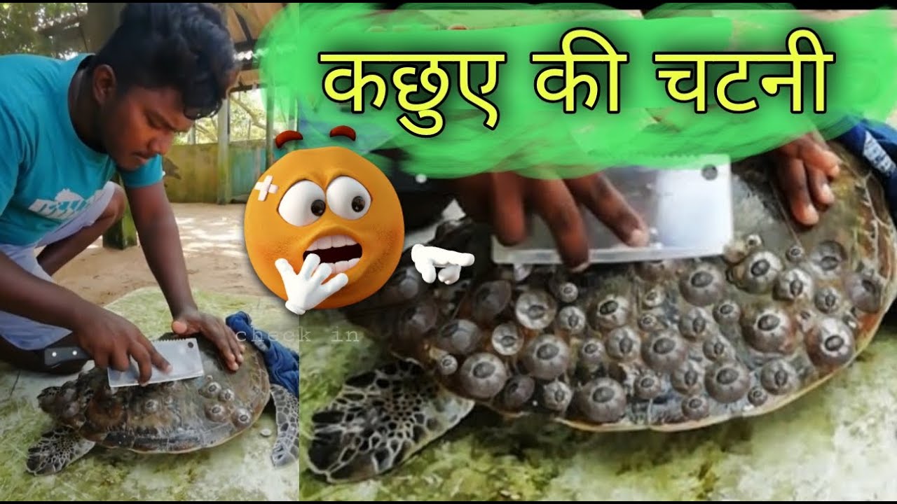 Caught Big Turtle 😱, Removing Barnacles From Poor Sea Turtle #turtle # ...