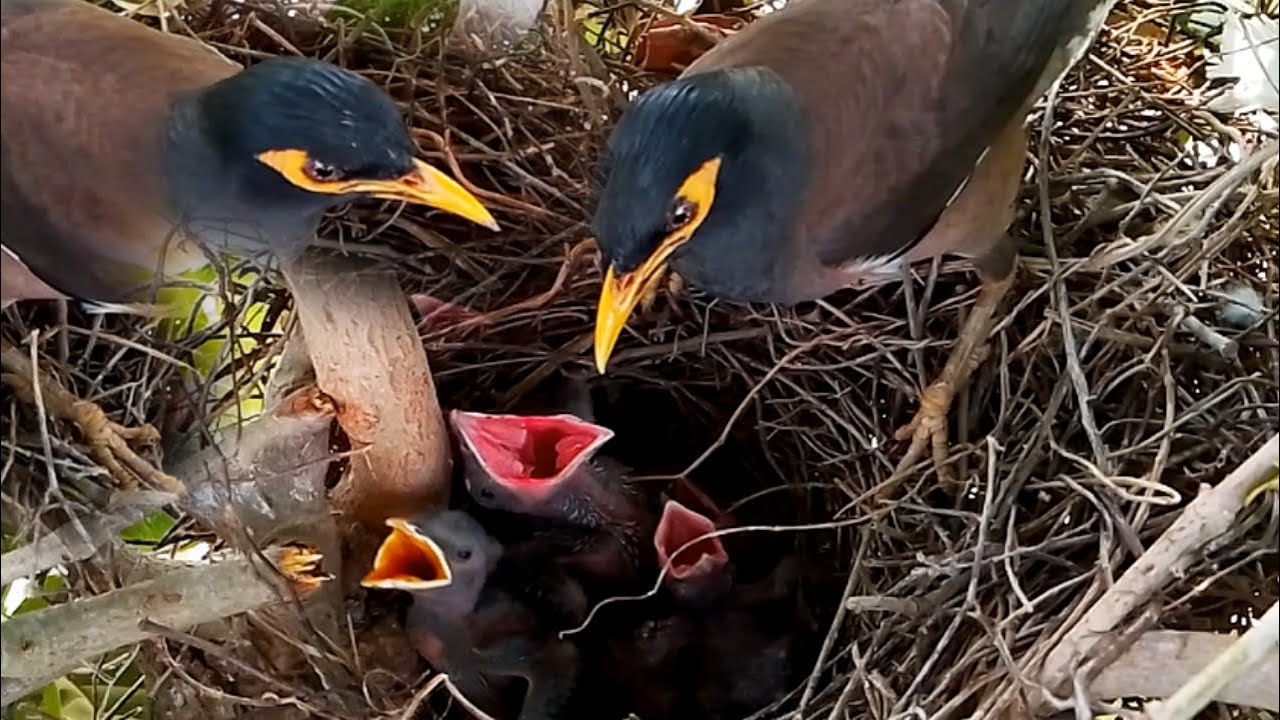 Common myna baby birds are very happy to see their parents raising them ...