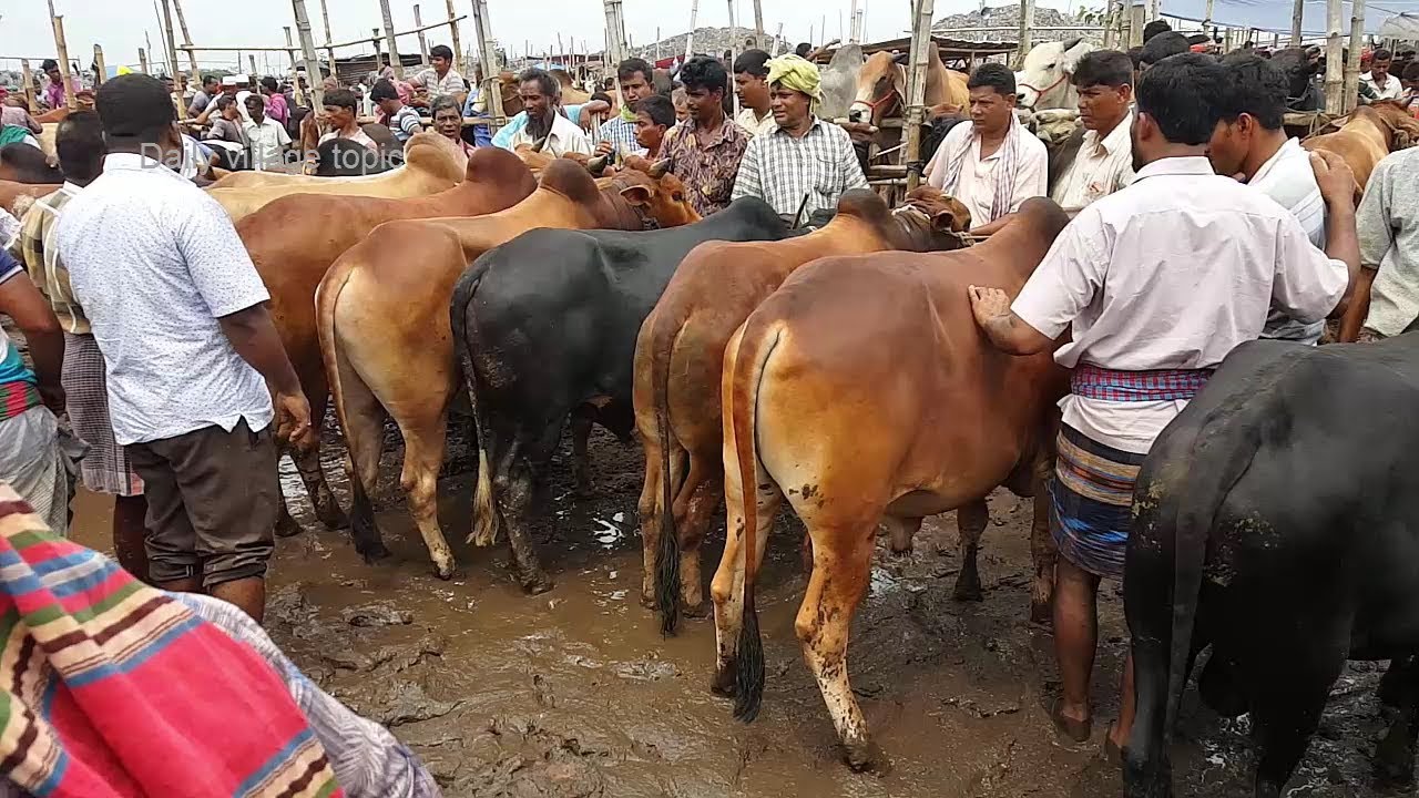 573। Excellent Cow market।Top 10 big big cow videos Eid ul Azha 2018 ...