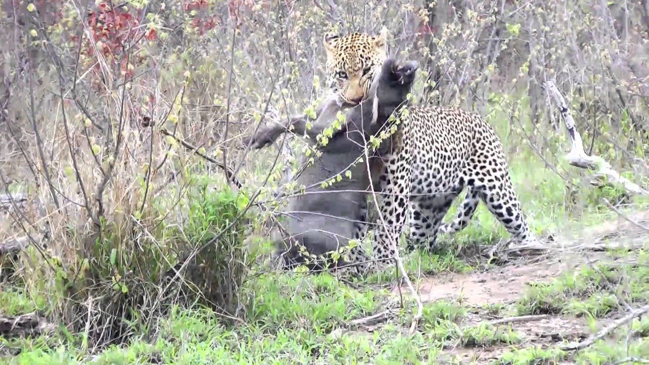 Leopard kills a Warthog at Londolozi Game Reserve - YouTube