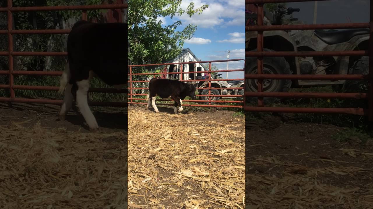 Lot 9 General Lee steer. - YouTube