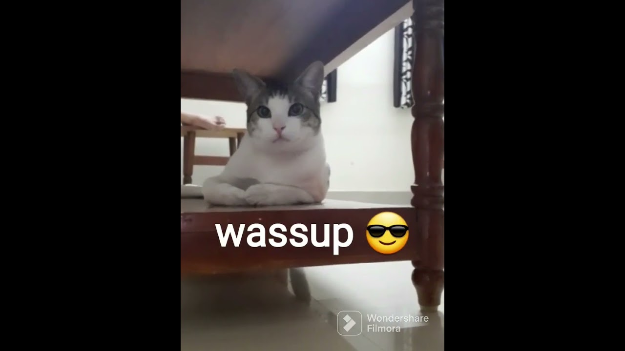 Yuki says wassup!! 😎😎 #shorts #adoptdontshop #cat - YouTube