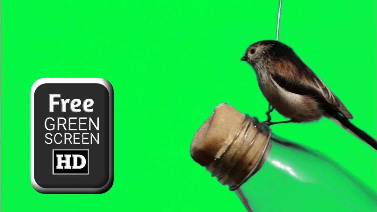 Bird green screen video | bird green screen video effects | Bird flying ...