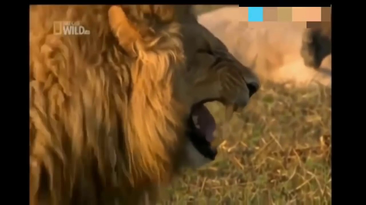 Hshssh(11) - YouTube