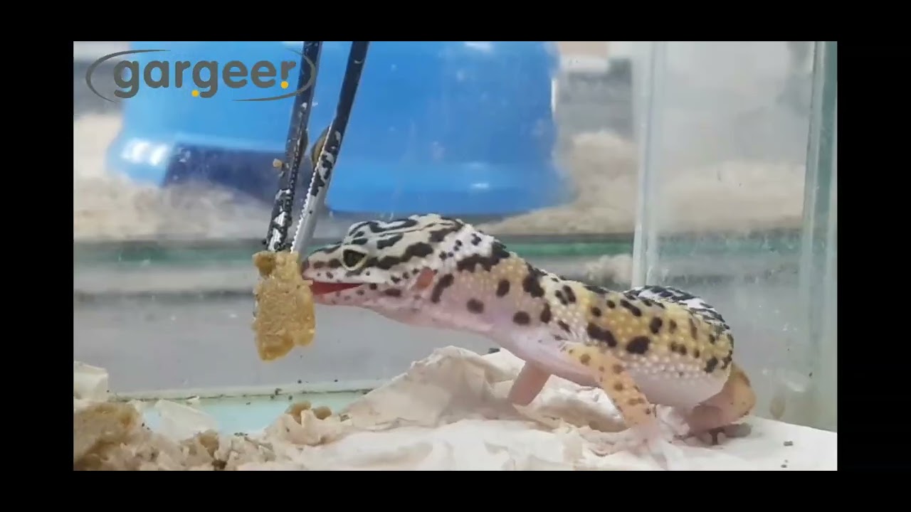 Gargeer Leopard Gecko Food. Complete Gel Diet for Both Juveniles and ...
