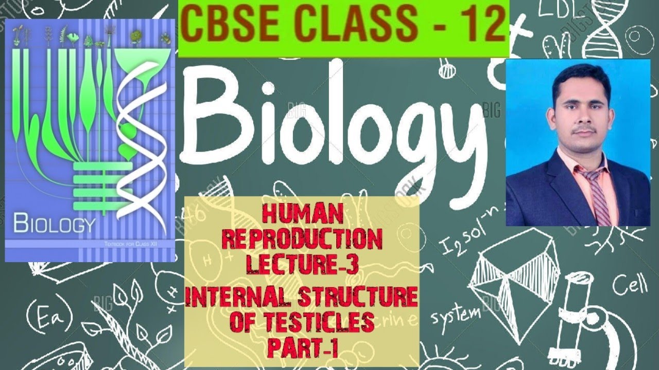 💥INTERNAL STRUCTURE OF TESTICLES-1💥|Human Reproduction|LECTURE-3|CLASS ...