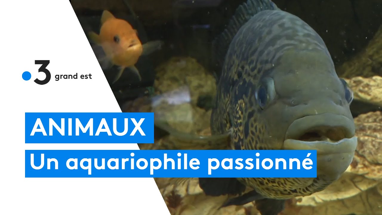 Animaux : il est passionné par les poissons - YouTube