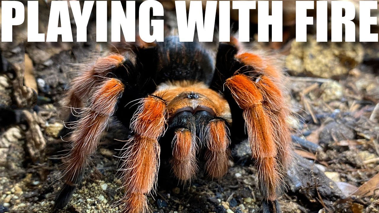 Mexican Fire Leg Tarantula
