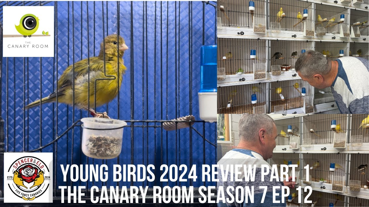 The Canary Room Season 7 Episode 12 - Reviewing the young birds bred in ...