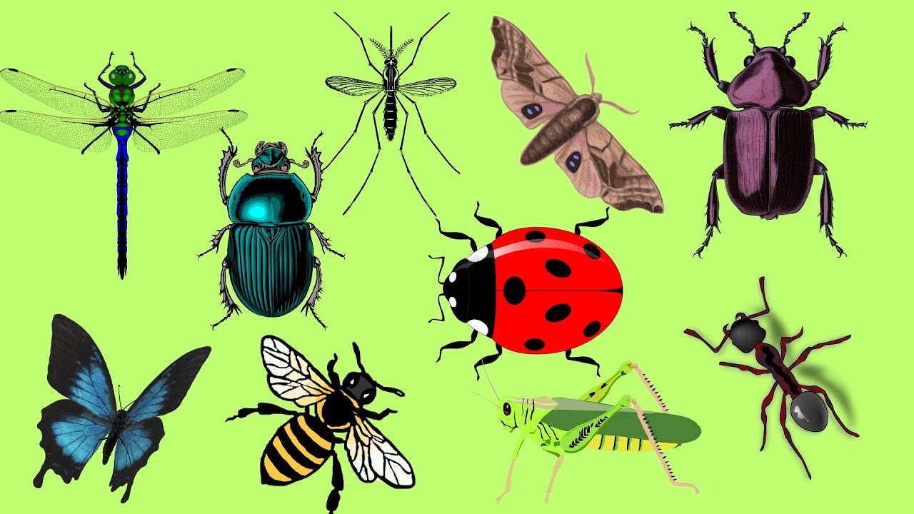 Insects for Kids | 100 Insect Names in English with Pictures ...