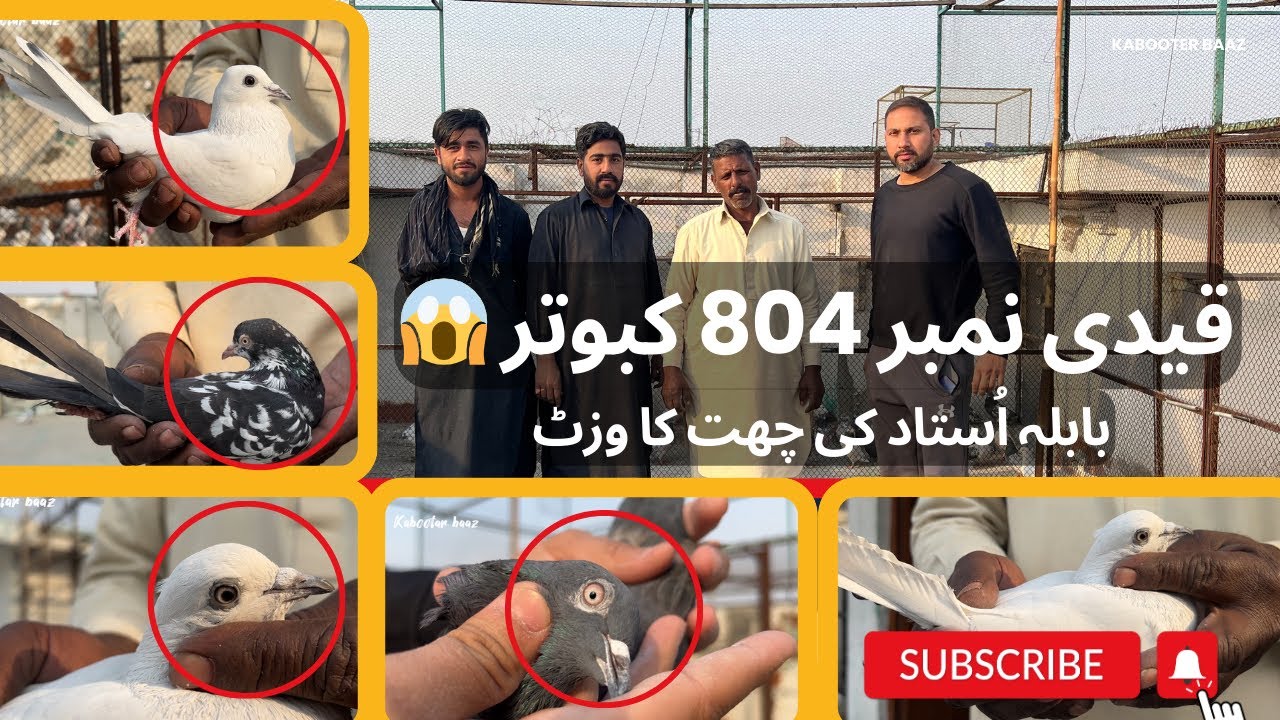Qaidi Number 804 Kabootar 😱 | Qaidi No.804 Wale Kabutar 😍 - YouTube