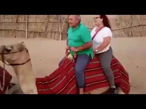 Romantic camel ride gone wrong