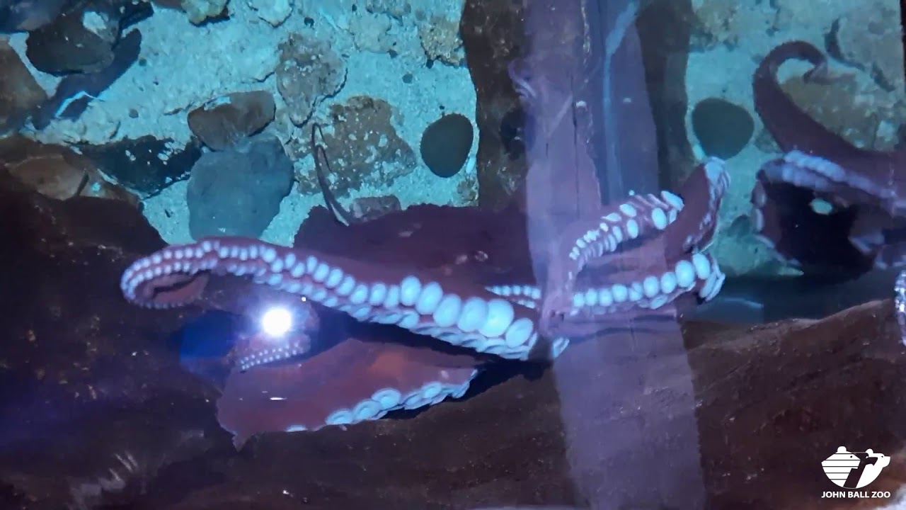 Zoo Insider - Giant Pacific Octopus Visit - YouTube