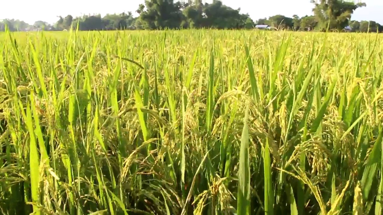 Panning the Windy Rice Field - YouTube