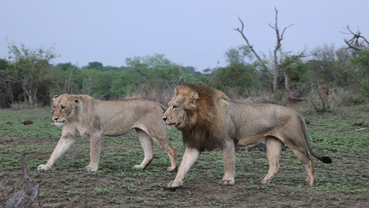LIONESS INTERACTS with new MALE LIONS!!! - YouTube