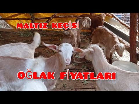 MALTIZ KEÇİSİ YETİŞTİRİCİLİĞİ. OĞLAK FİYATLARI. OĞLAKLAR 40 GÜNLÜK OLDU.