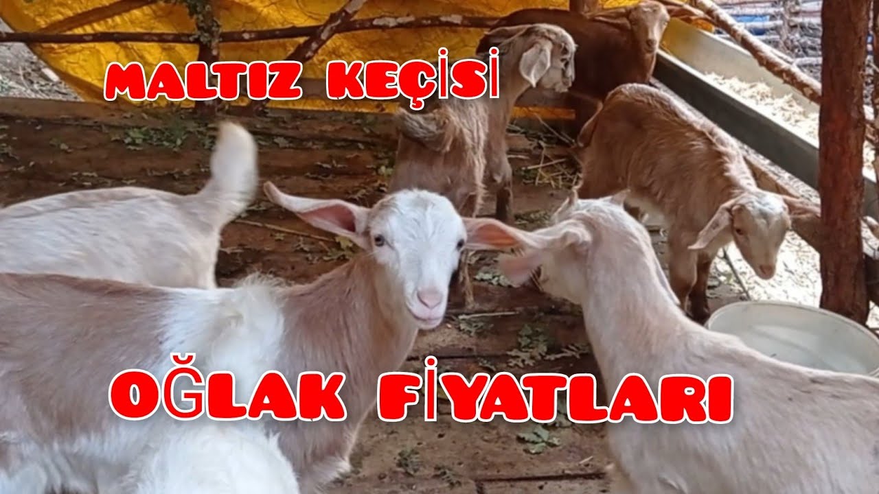 MALTIZ KEÇİSİ YETİŞTİRİCİLİĞİ. OĞLAK FİYATLARI. OĞLAKLAR 40 GÜNLÜK OLDU ...