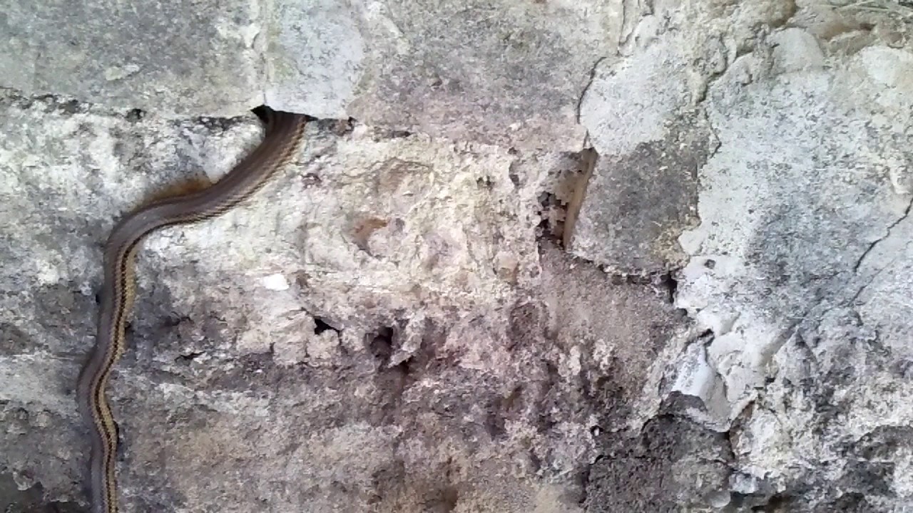 Serpente Cervone a caccia - YouTube