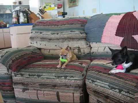 Training Chihuahuas to Hunt Mice - YouTube